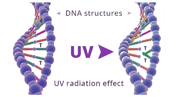 Indoor Air Purifier and UV-C